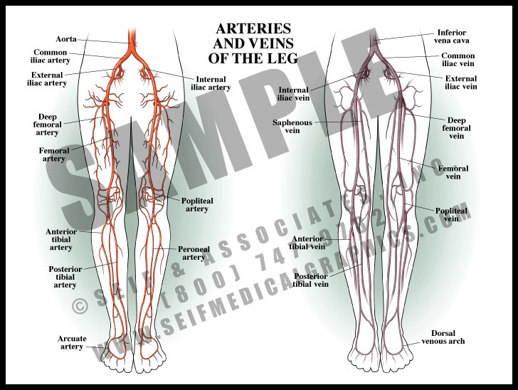 Posterior Tibial Artery Lupon gov ph