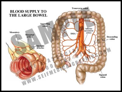 Upper Abdominal Anatomy - S&A Medical Graphics