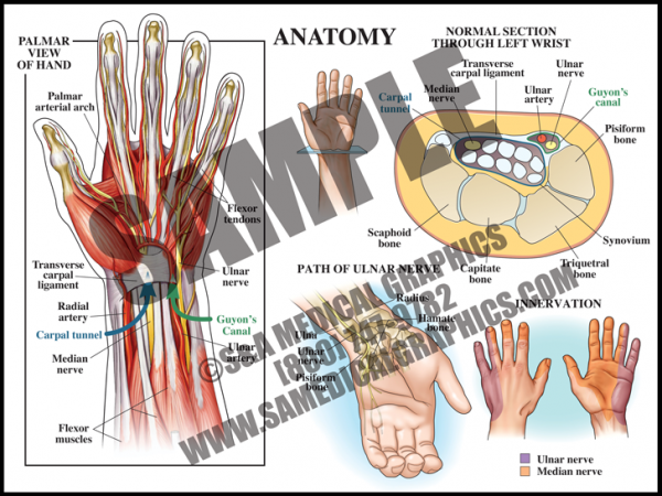 Carpal Tunnel Anatomy - S&A Medical Graphics